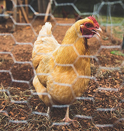 Your Association and the Three-Legged Chicken: Publication Management ...